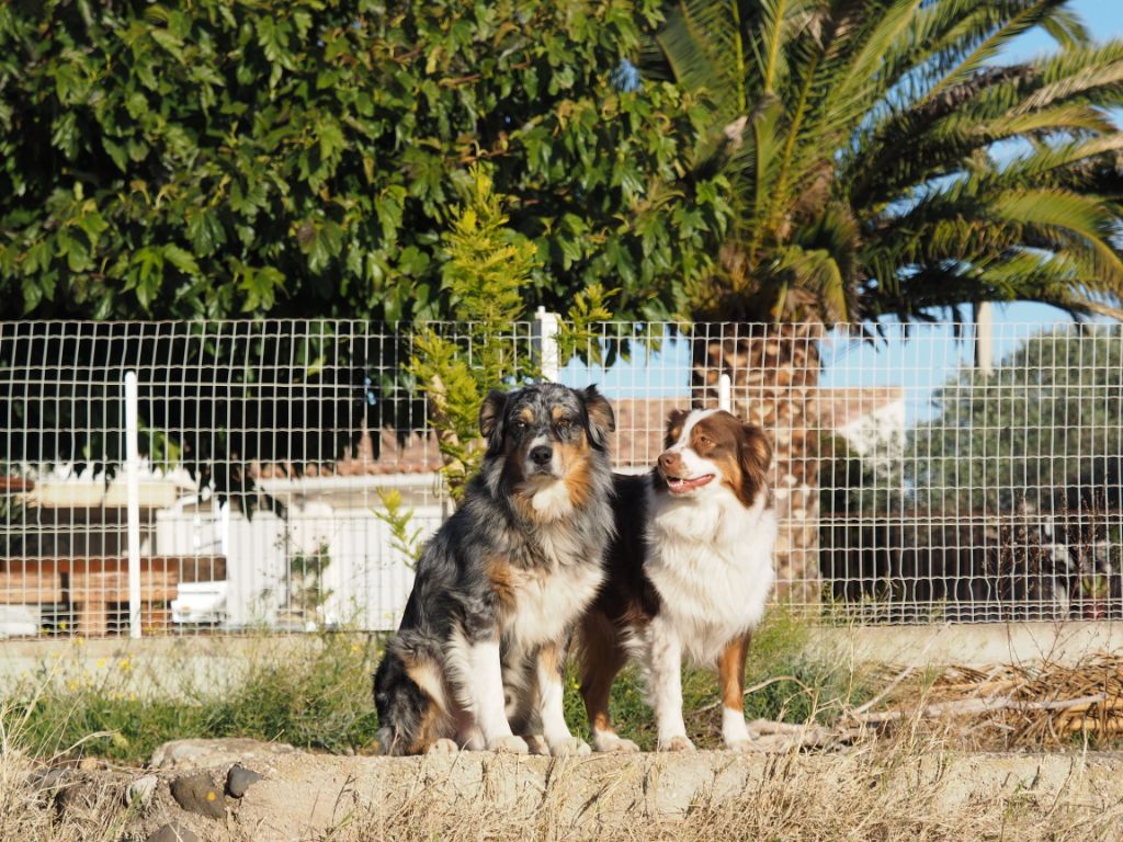 Accueil - Elevage Du Coeur D'Herault - eleveur de chiens Berger Australien